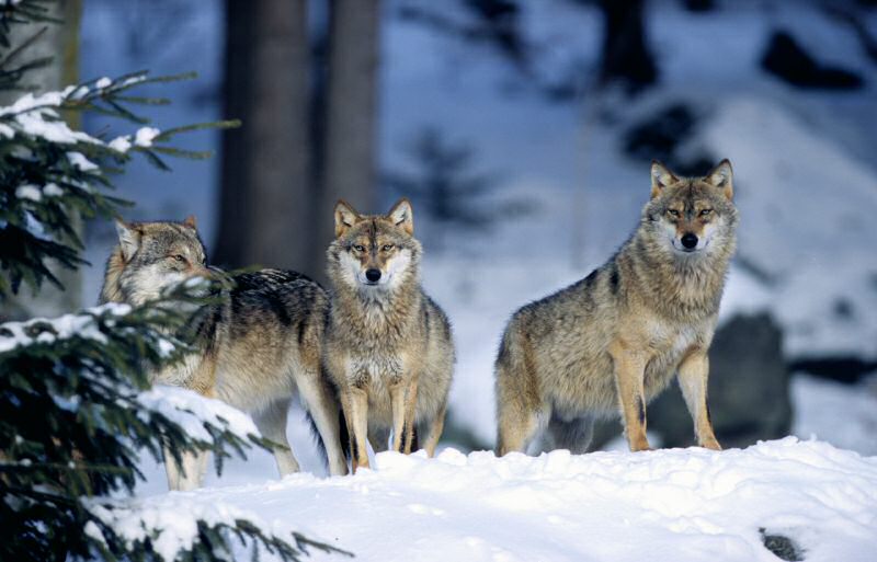 Chasse au loup en Suède : Bruxelles officialise l'ouverture d'une ...