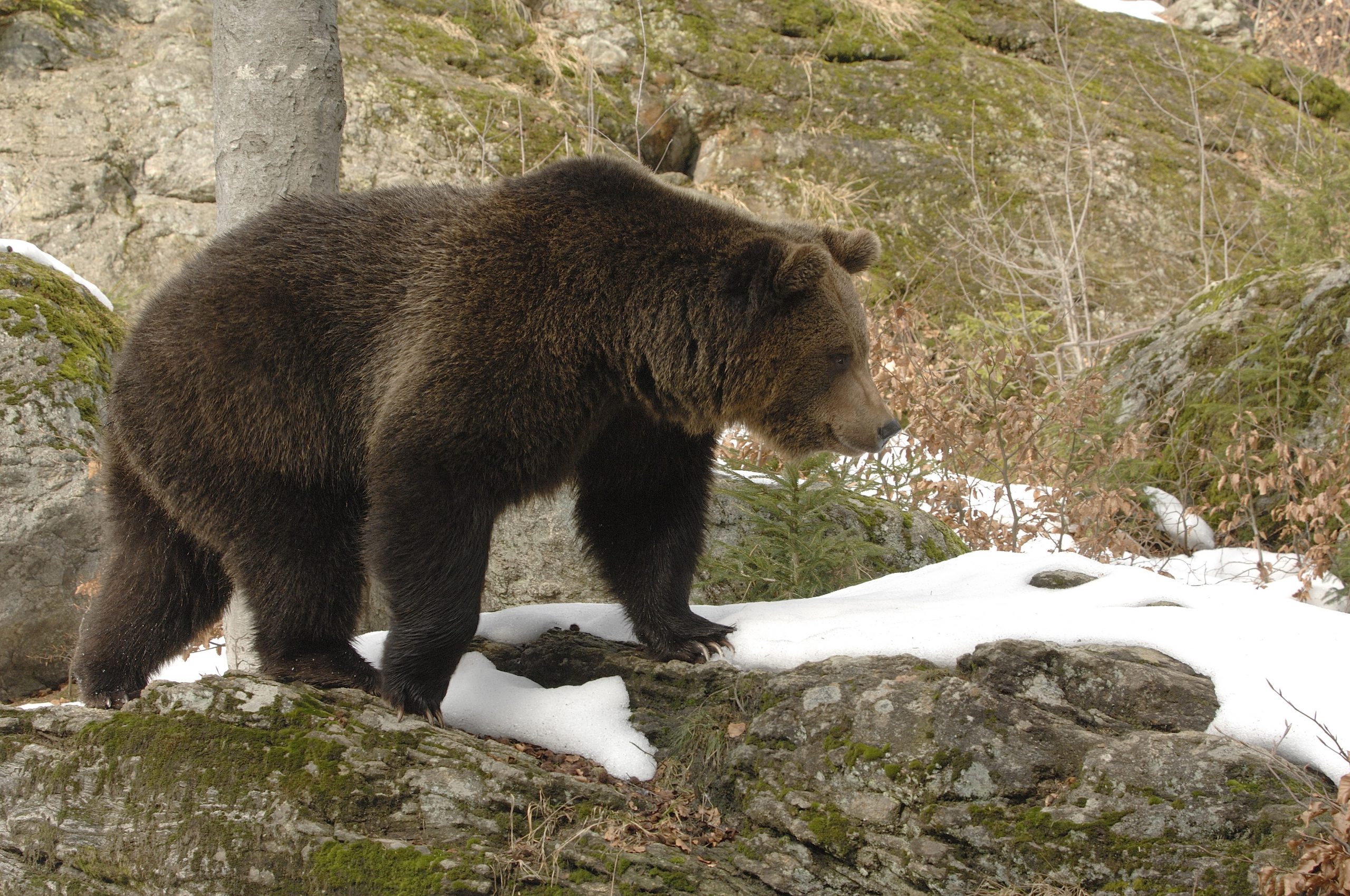 Lâcher d'une ourse : avis favorable du CNPN - FERUS