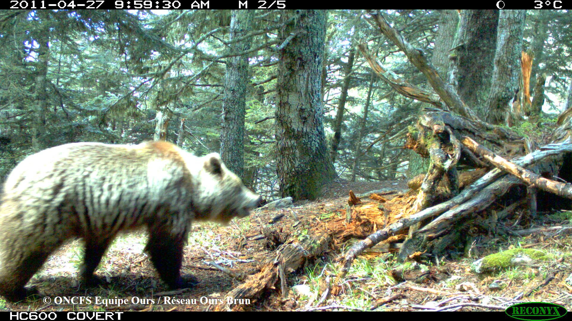 Photos et vidéos automatiques de nos ours des Pyrénées - FERUS