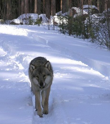 Sous la pression de l'UE, la Suède suspend la chasse au loup - FERUS
