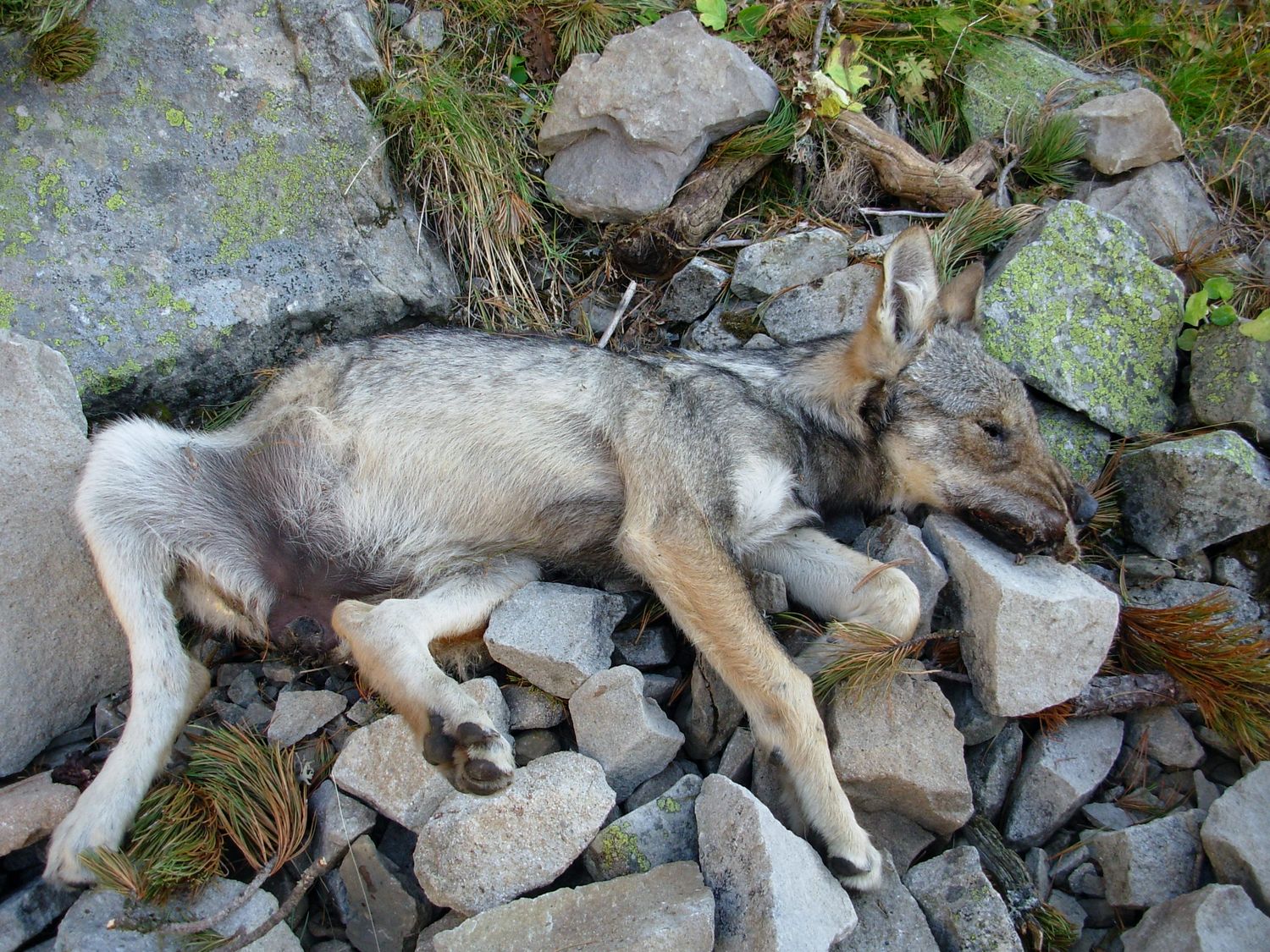 FERUS permet une enquête et la découverte d'un cadavre de louve - FERUS