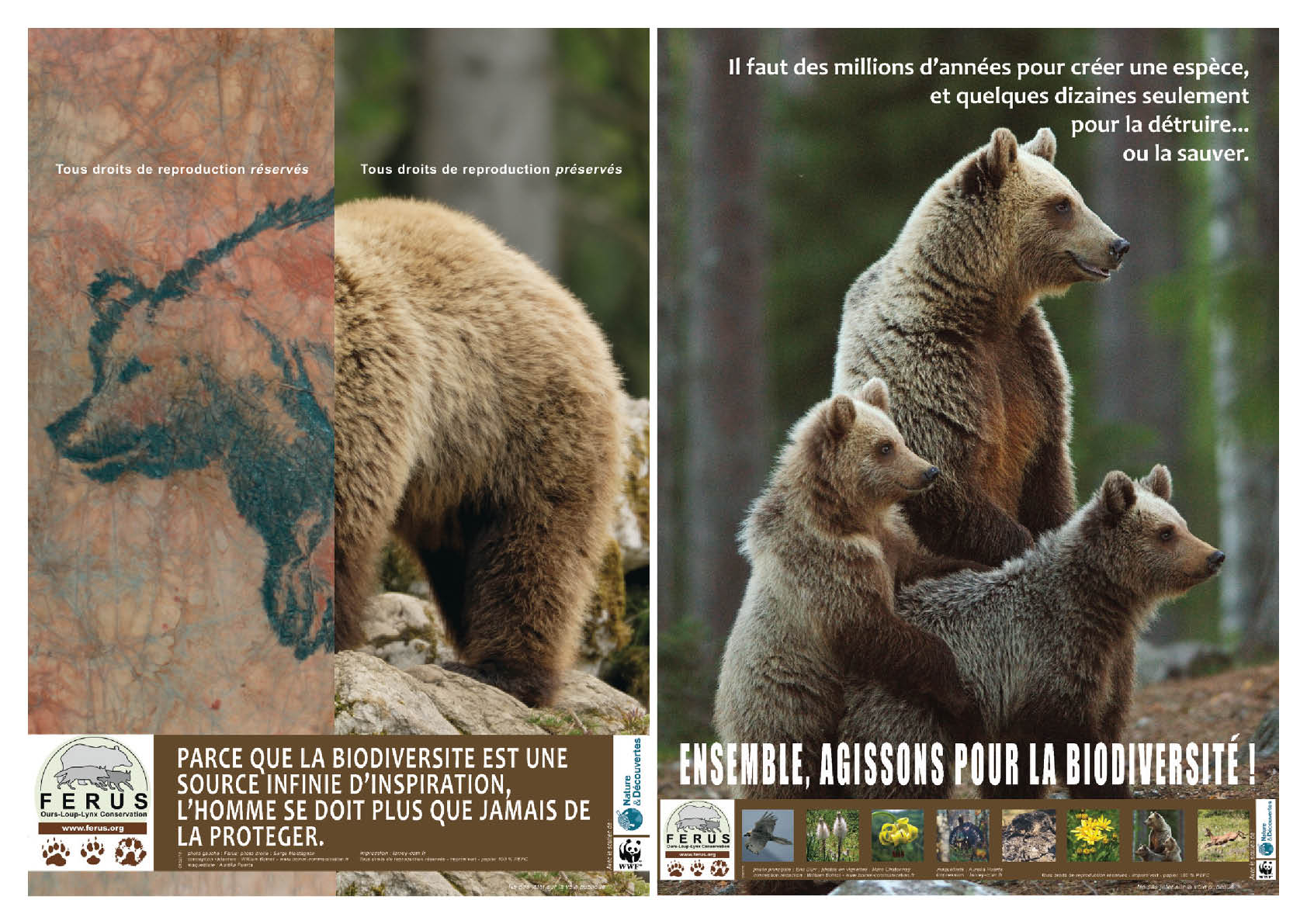 Développons la culture nature dans les Pyrénées autour de l'ours - FERUS