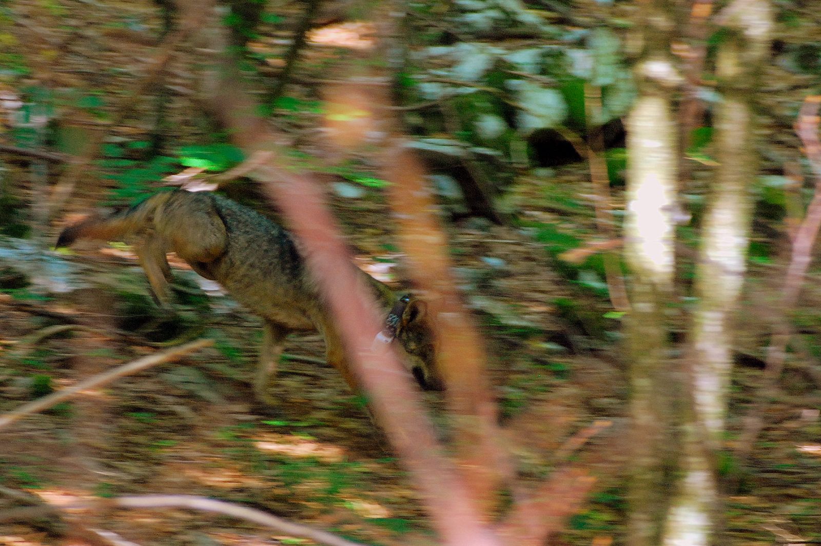 Un premier couple de loups dans le Trentin (Italie) - FERUS