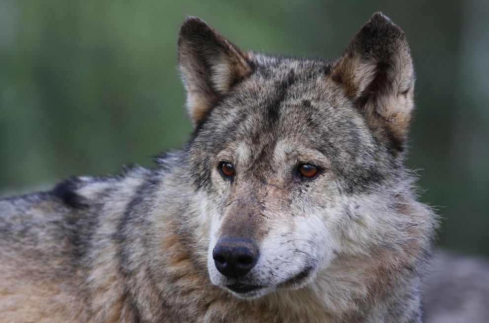 La chasse au loup est ouverte dans le Var - FERUS