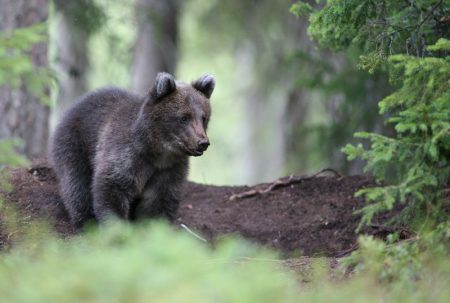 Ours : vers une relance de la procédure d'infraction européenne contre ...
