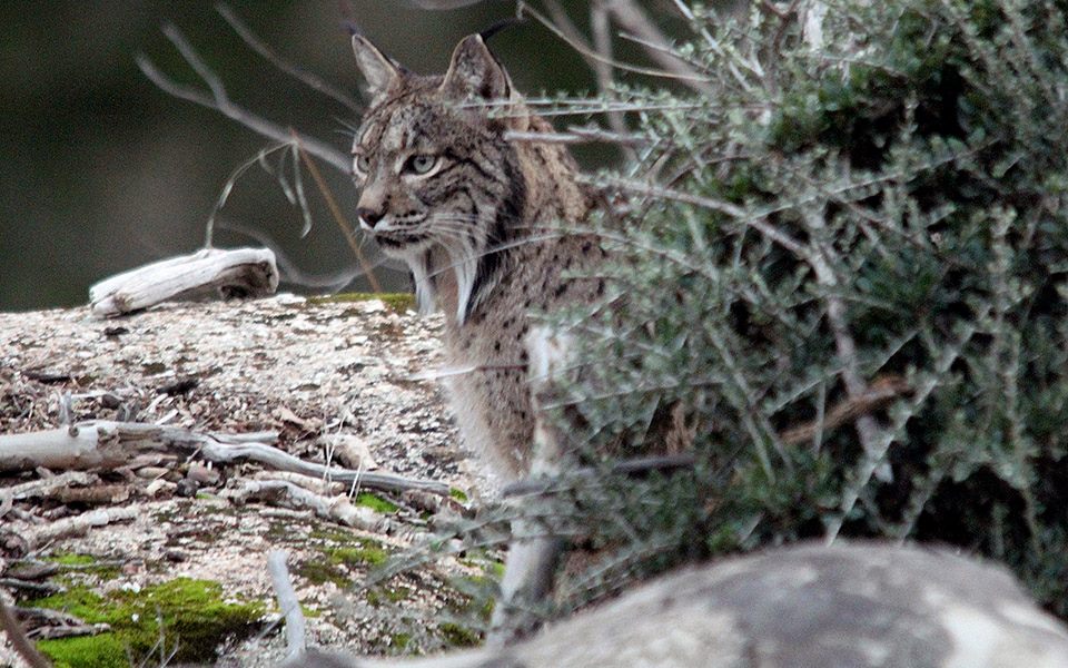 Le lynx ibérique n'est plus au bord de l'extinction - FERUS