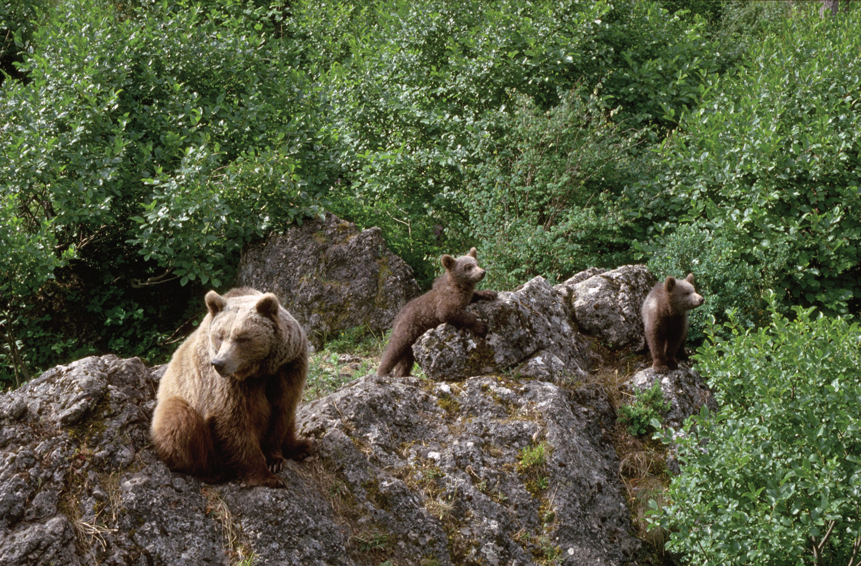 Plus de 200 ours dans la cordillère cantabrique - FERUS