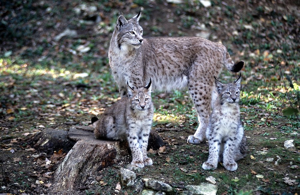 Lynx : nouveau cas de braconnage dans le Jura - FERUS