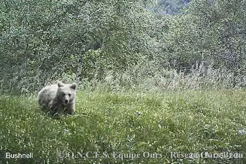 Conférence : Ours brun des Pyrénées, une espèce protégée ? - FERUS