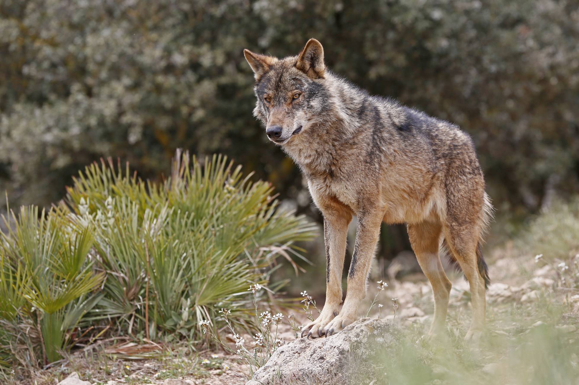 La chasse aux loups sans limite est lancée dans les Asturies (pétition ...