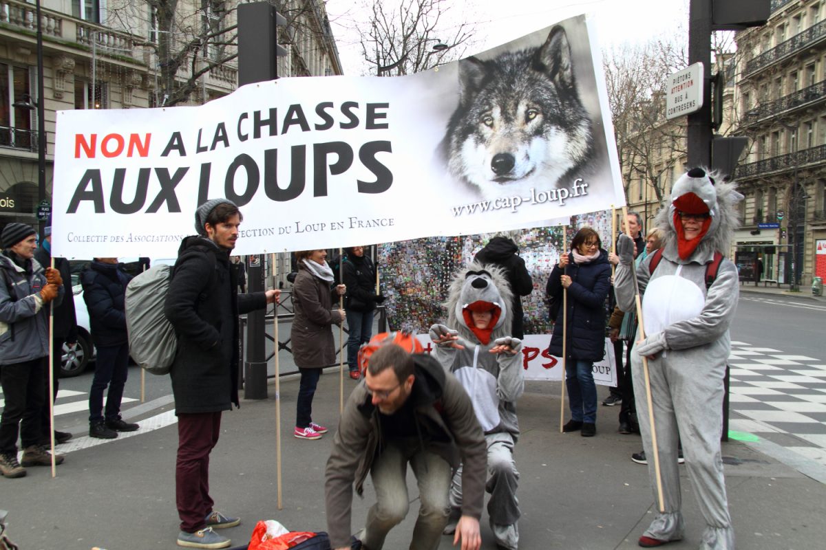 CAP Loup devant le ministère de l’Écologie pour dire STOP aux tirs de ...