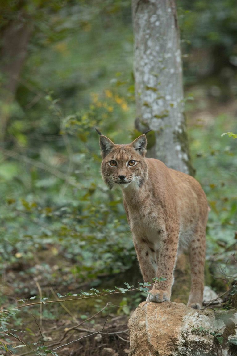 Troisième extermination du lynx dans les Vosges : FERUS porte plainte ...