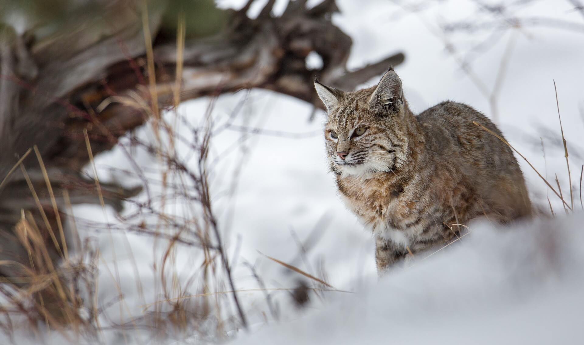 Conservation et présence en France - FERUS