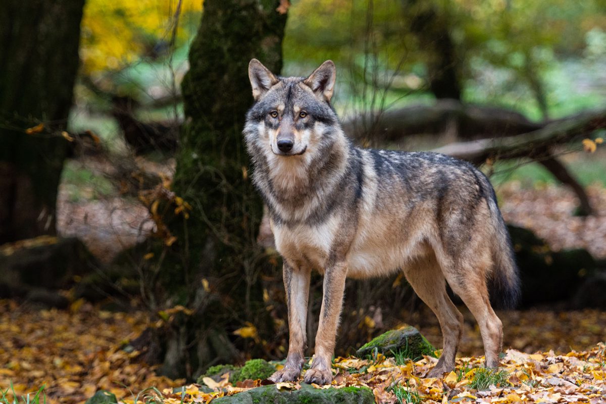 Projections-débats "Vivre avec les loups" en présence de FERUS - FERUS