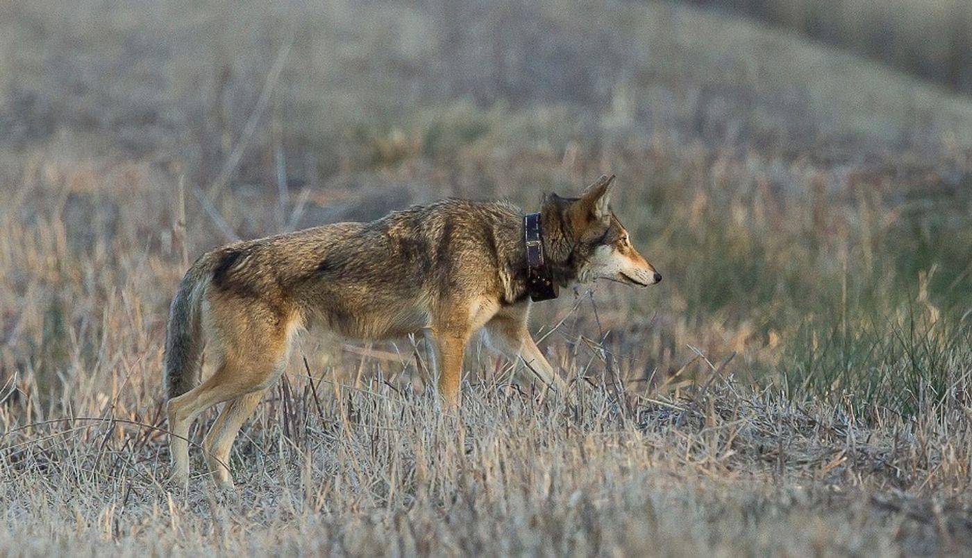 USA : nouvelles des loups - FERUS